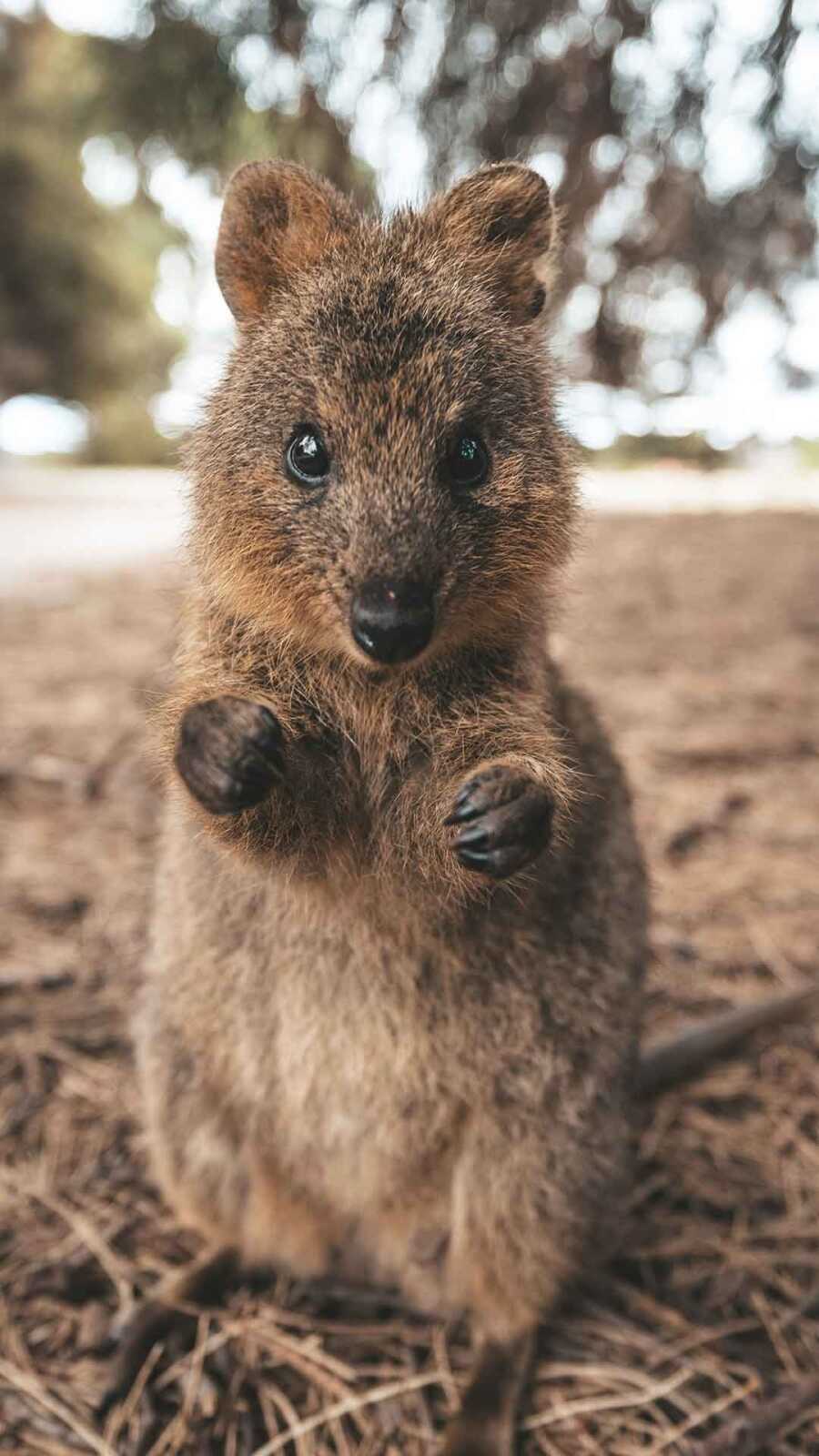 Quokka Wallpapers (29 images) - WallpaperCat