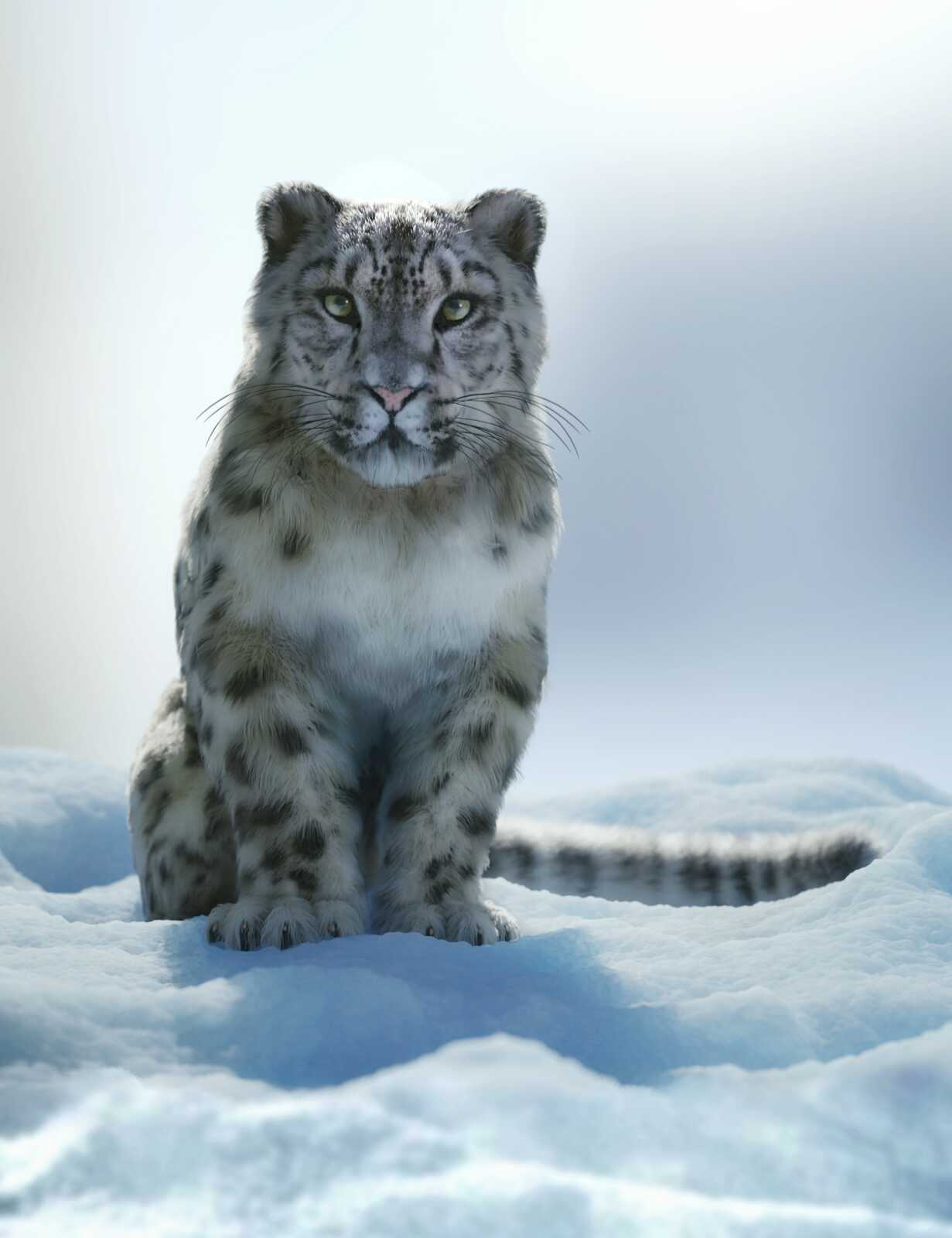 Snow Leopard Wallpapers (76 images) - WallpaperCat