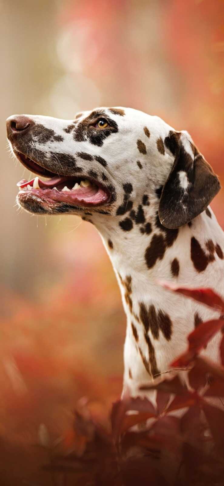 Dog Wallpapers (129 images) - WallpaperCat