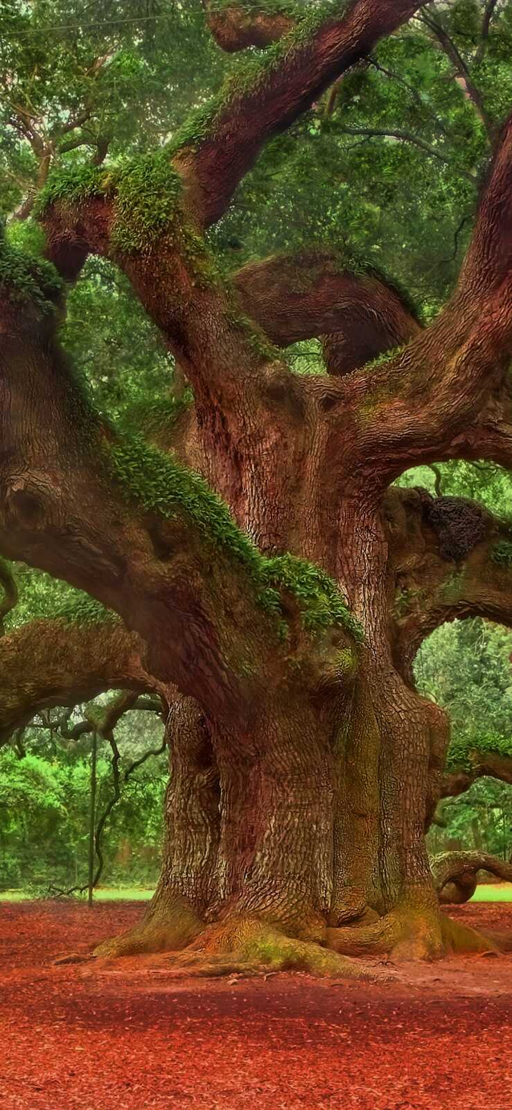 Oak Tree Wallpapers (58 images) - WallpaperCat