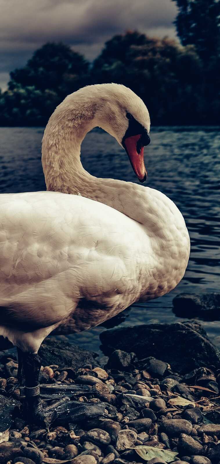 Swan Wallpapers (52 images) - WallpaperCat