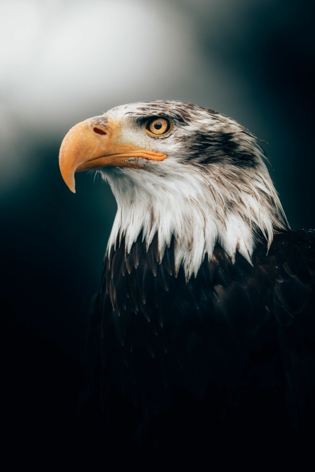 Eagle Wallpapers (47 images) - WallpaperCat