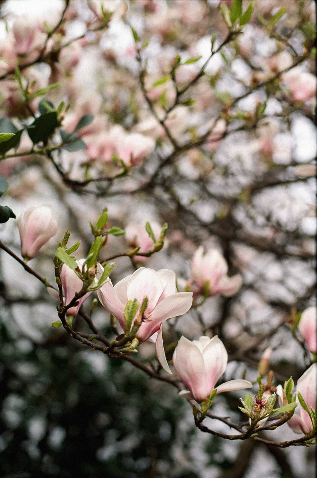 Magnolia Tree Wallpapers (54 images) - WallpaperCat
