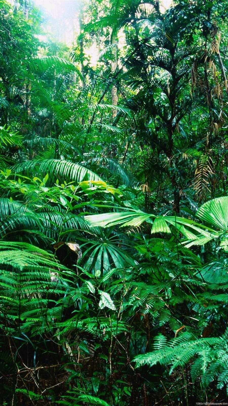 Amazon Rain Forest Wallpapers (57 images) - WallpaperCat
