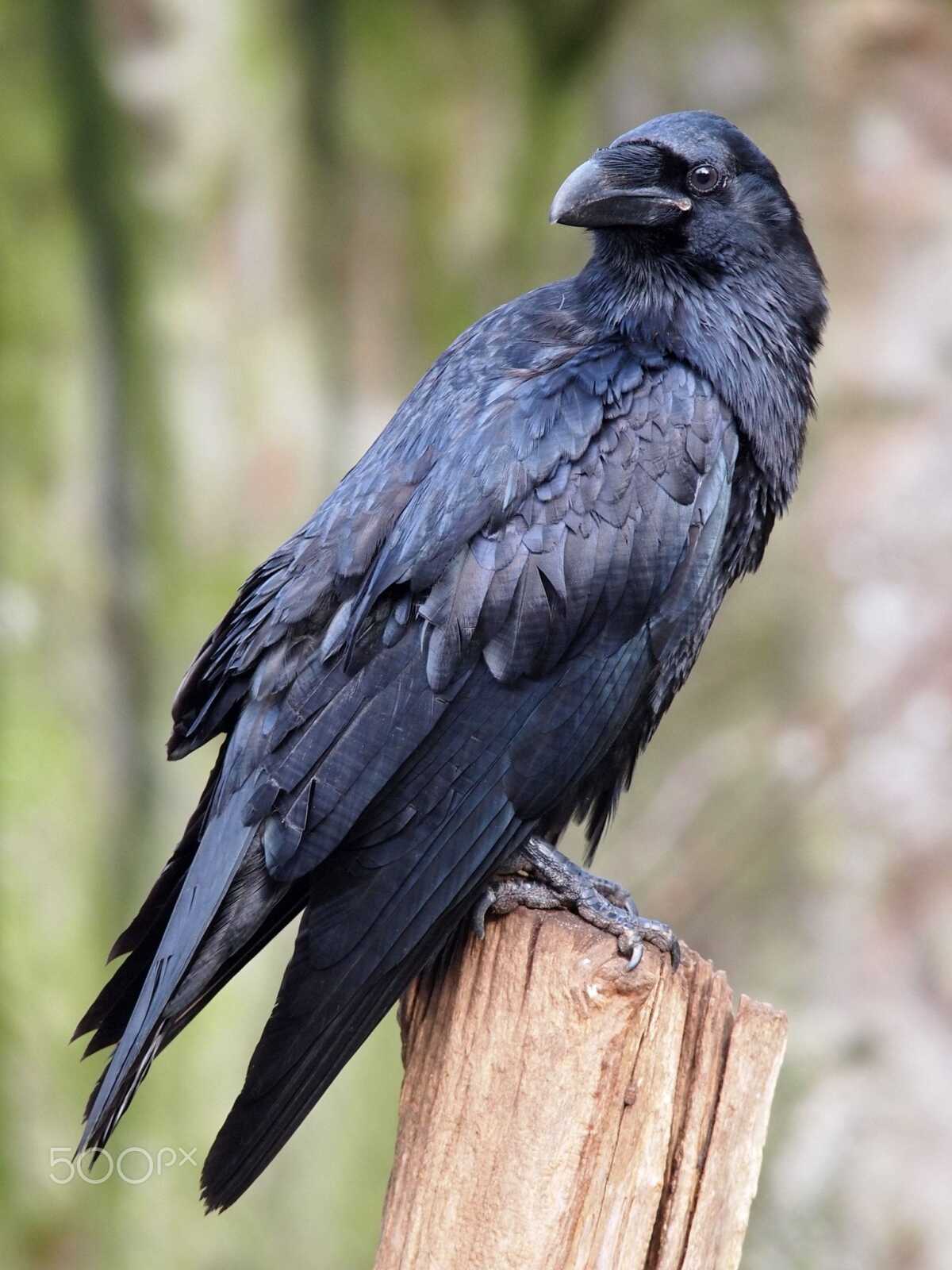 Crow Wallpapers (39 images) - WallpaperCat