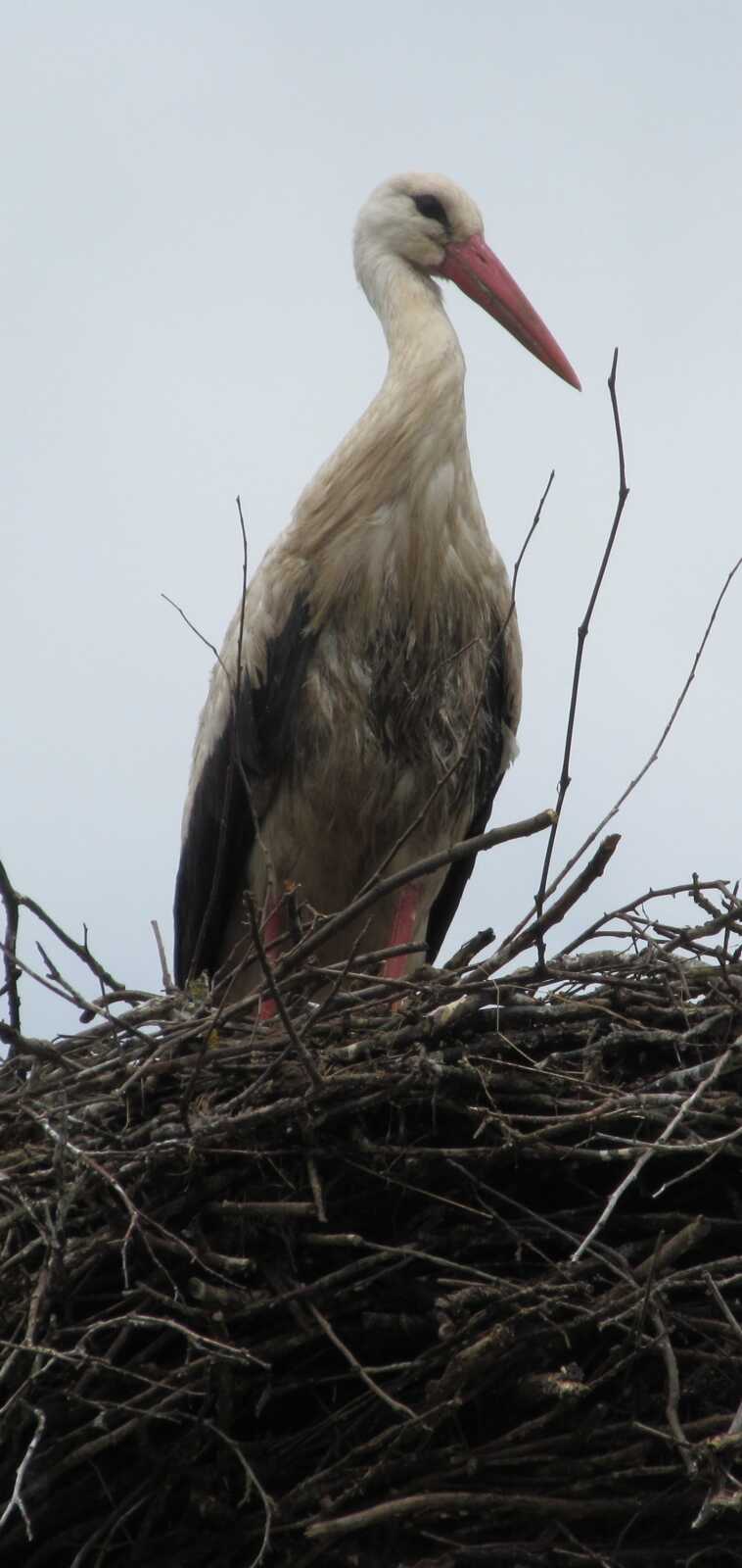 Stork Wallpapers (48 images) - WallpaperCat
