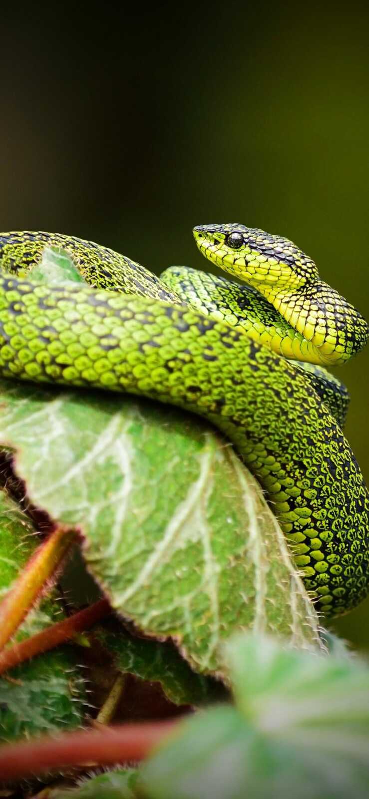 Snake Wallpapers (40 images) - WallpaperCat