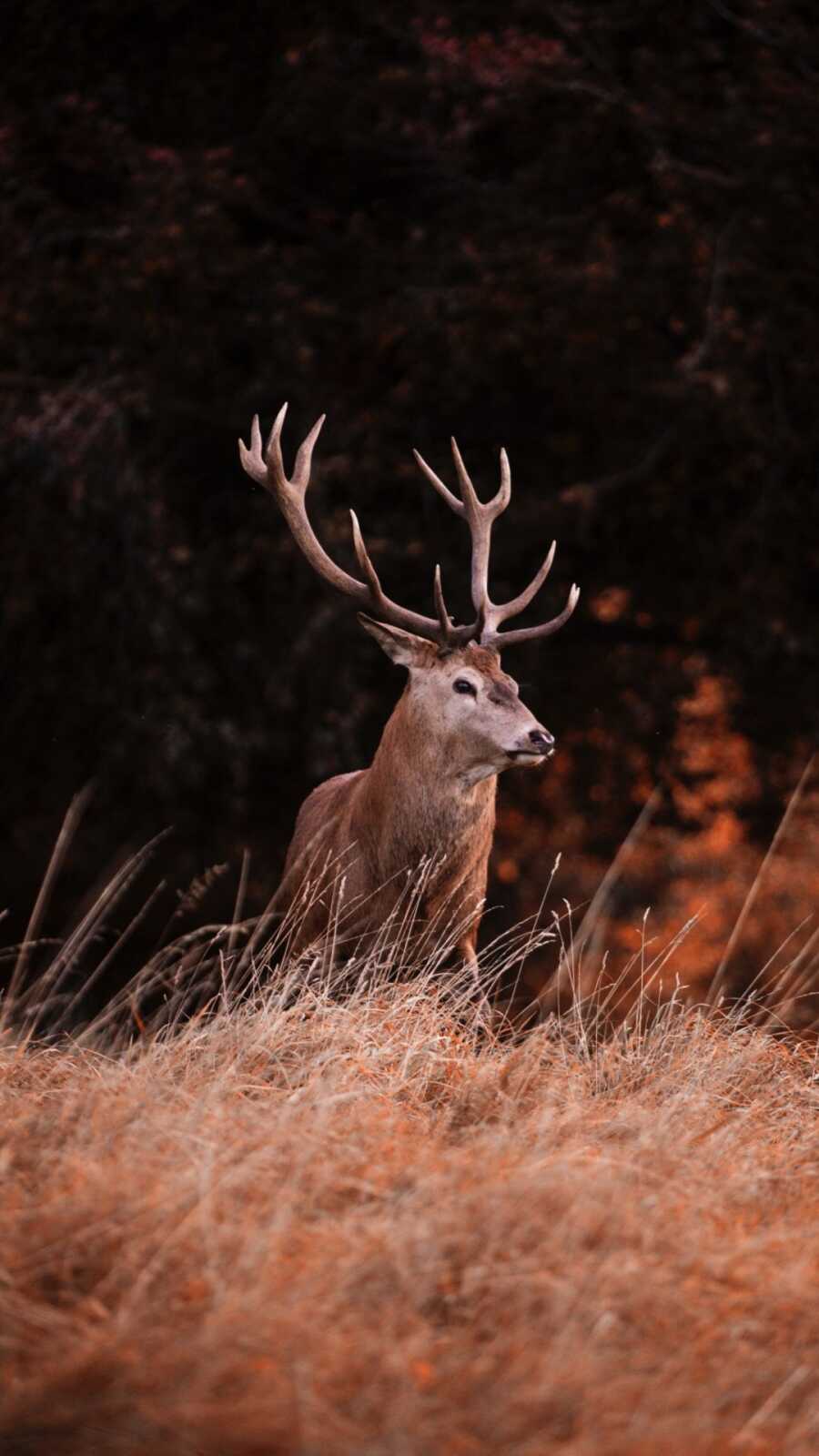 Deer Wallpapers (56 images) - WallpaperCat