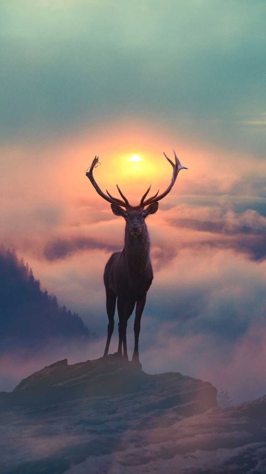 Deer Wallpapers (56 images) - WallpaperCat