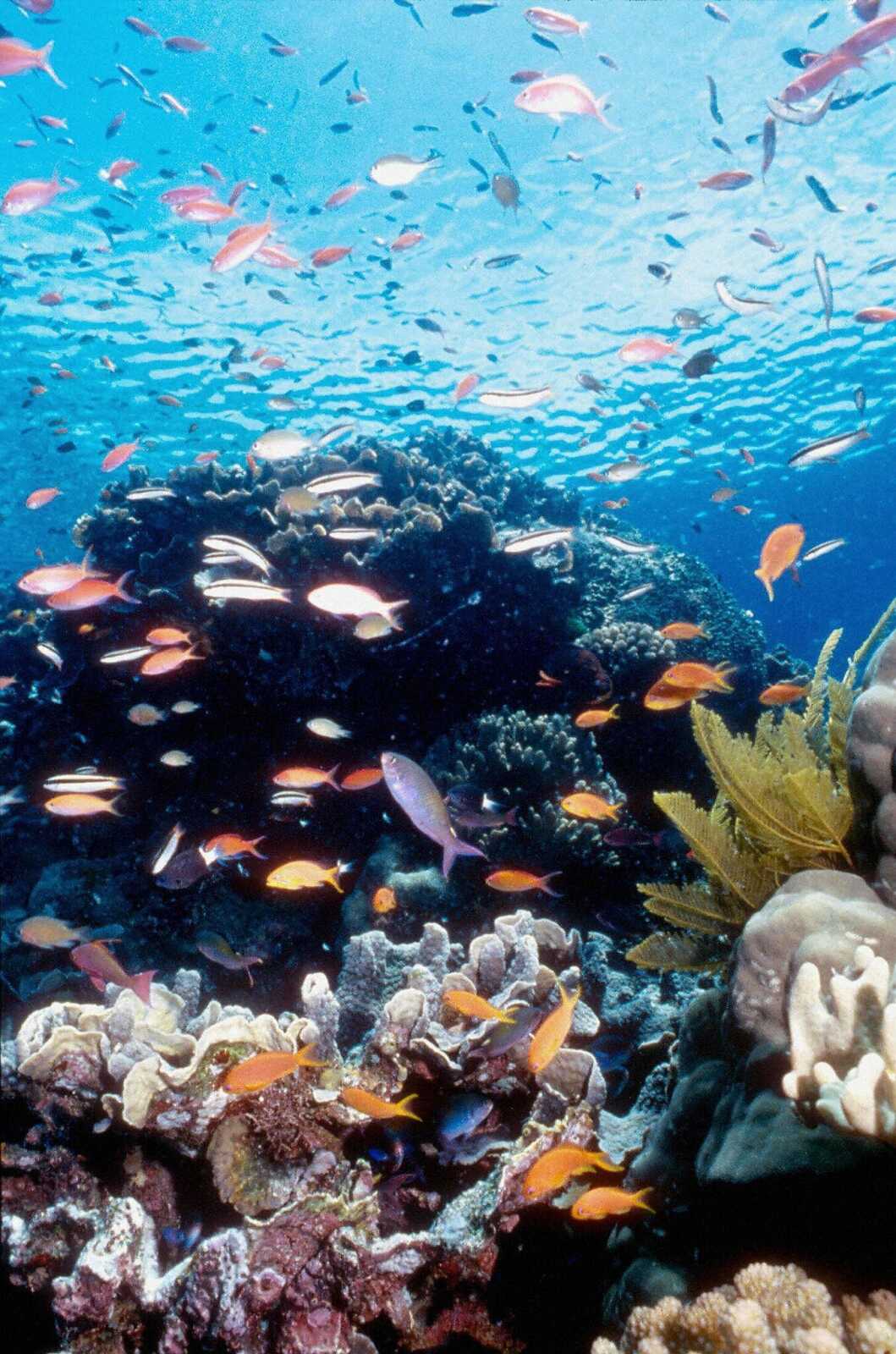 Great Barrier Reef Wallpapers (94 images) - WallpaperCat