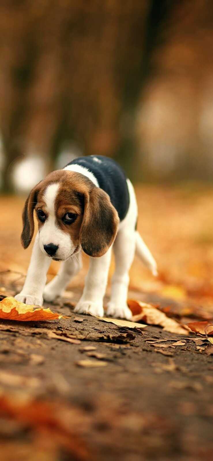 Beagle Wallpapers (34 images) - WallpaperCat