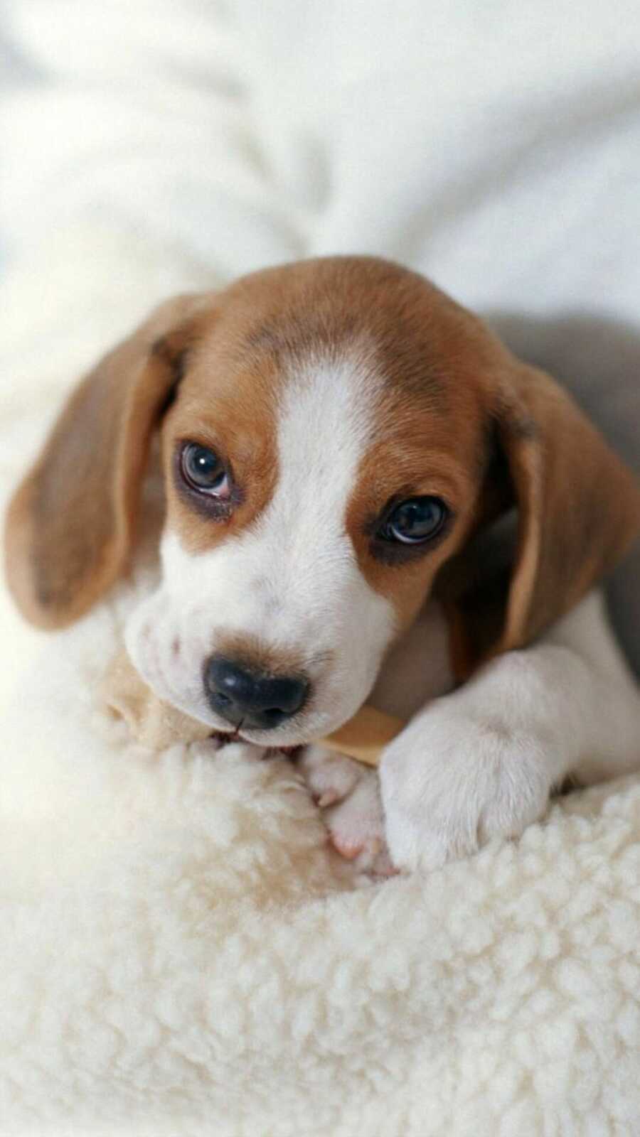 Beagle Wallpapers (34 images) - WallpaperCat