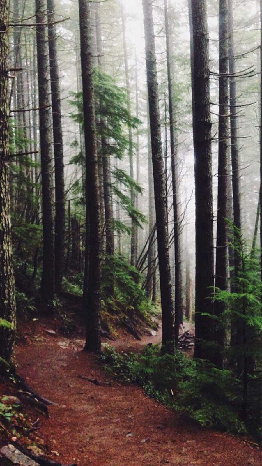 Pine Tree Wallpapers (80 images) - WallpaperCat
