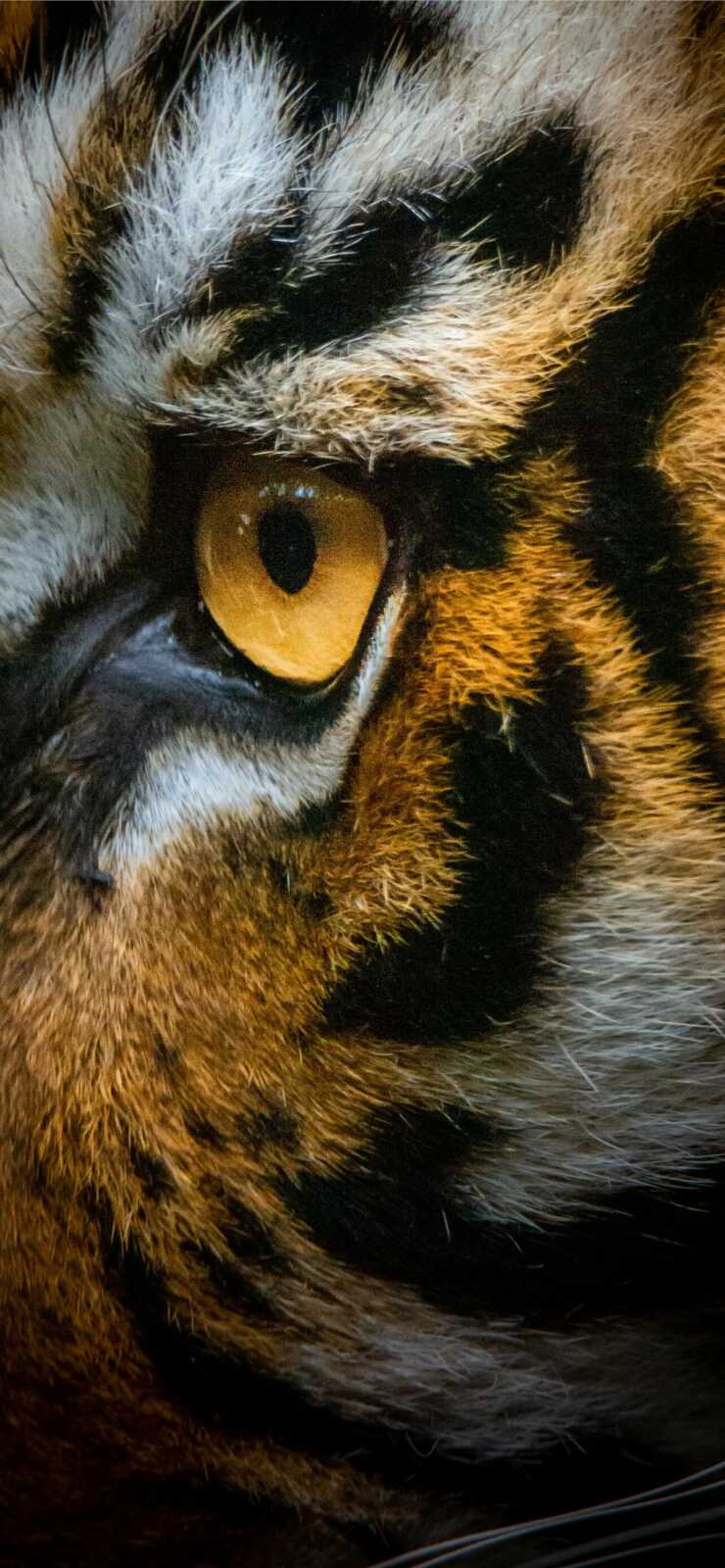 Tiger Wallpapers (86 images) - WallpaperCat