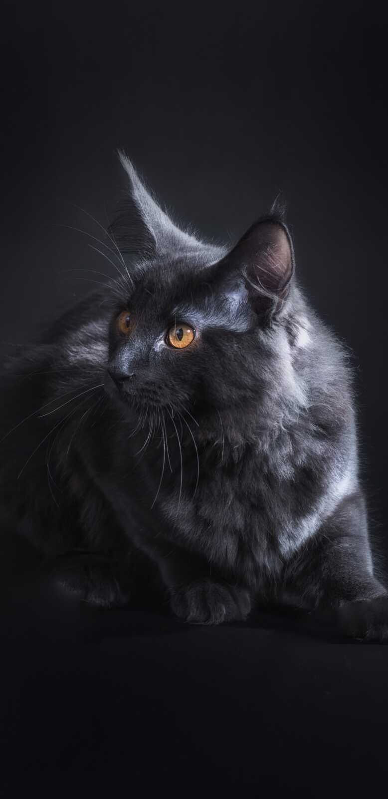 Cat Wallpapers (148 images) - WallpaperCat