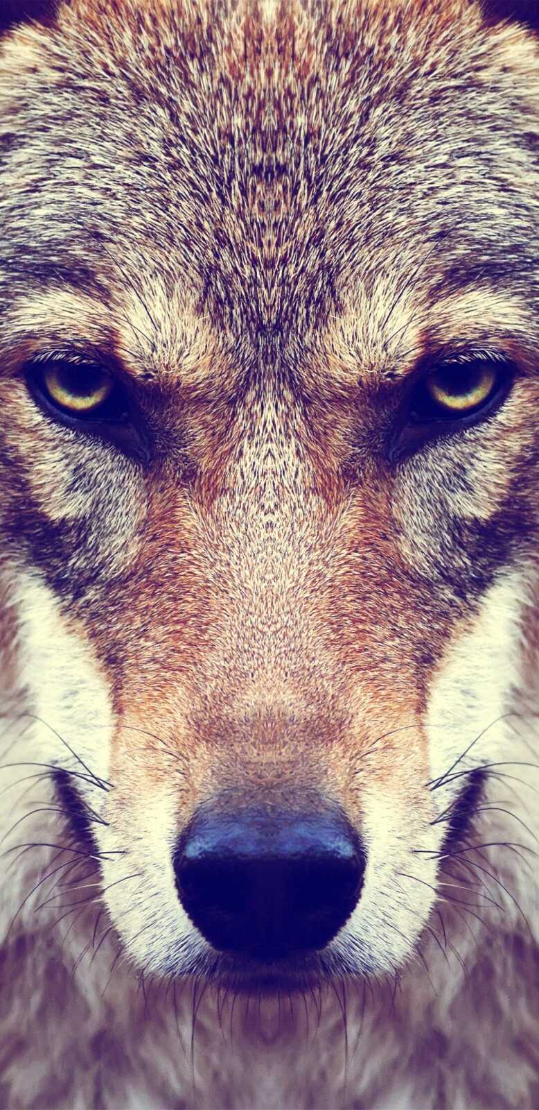 Wolf Wallpapers (122 images) - WallpaperCat