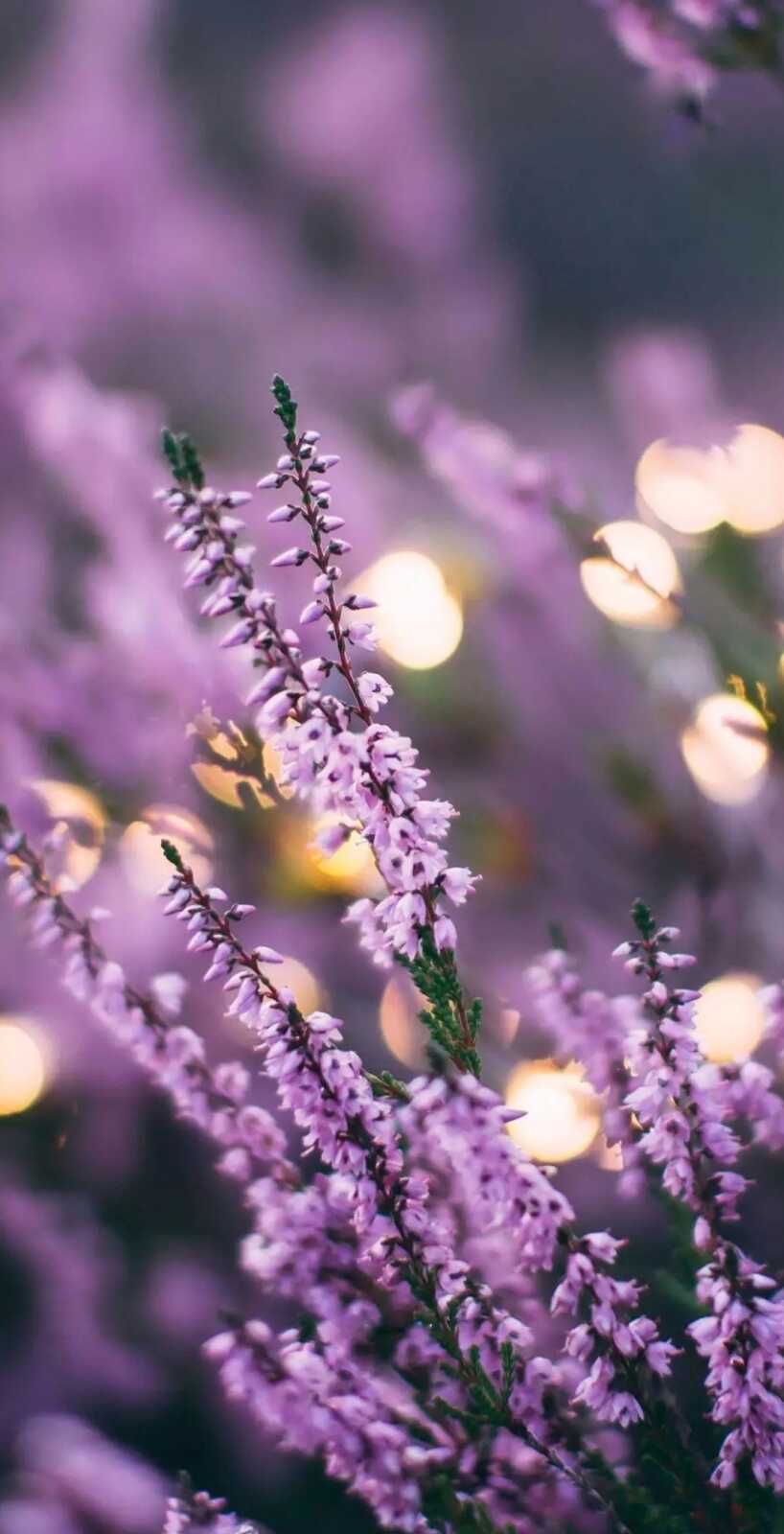 Lavender Wallpapers (97 images) - WallpaperCat