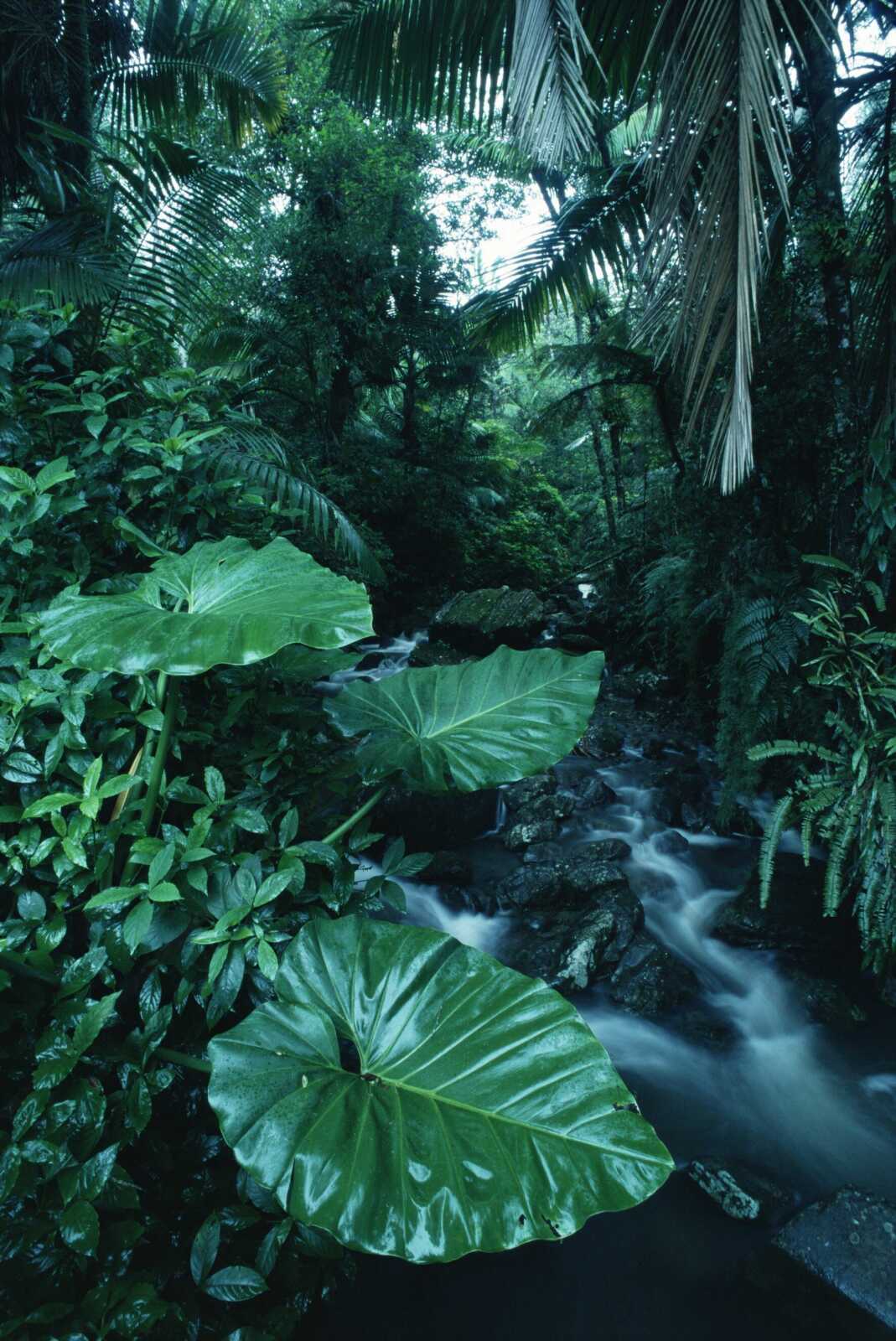Rainforest Wallpapers (109 images) - WallpaperCat