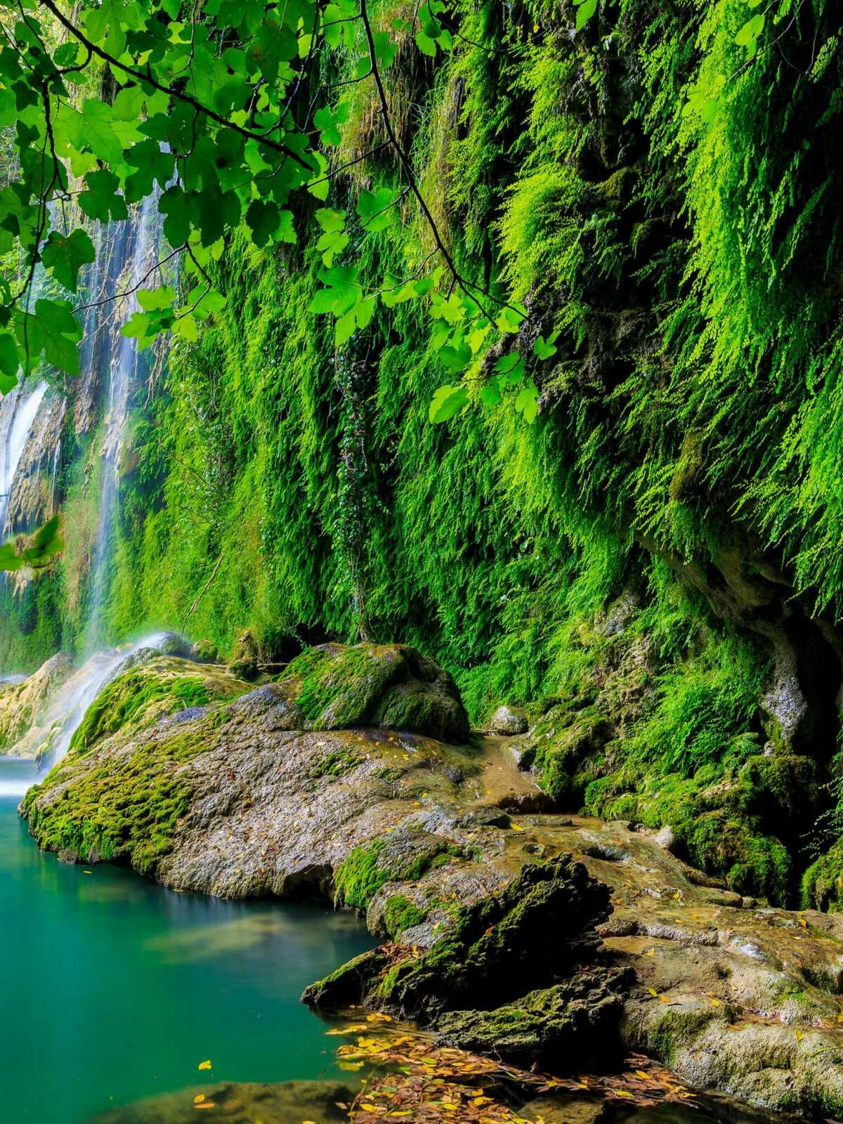 Rainforest Wallpapers (109 images) - WallpaperCat