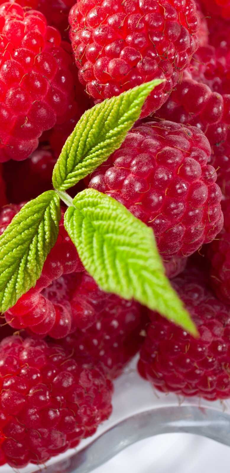 Raspberry Wallpapers (50 images) - WallpaperCat