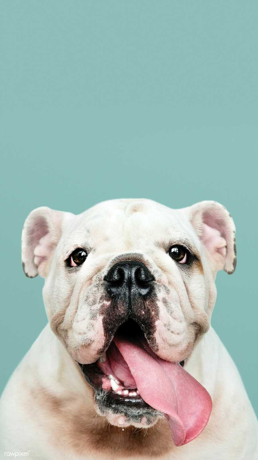 Bulldog Wallpapers (42 images) - WallpaperCat