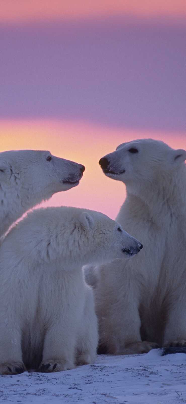 Bear Wallpapers (97 images) - WallpaperCat
