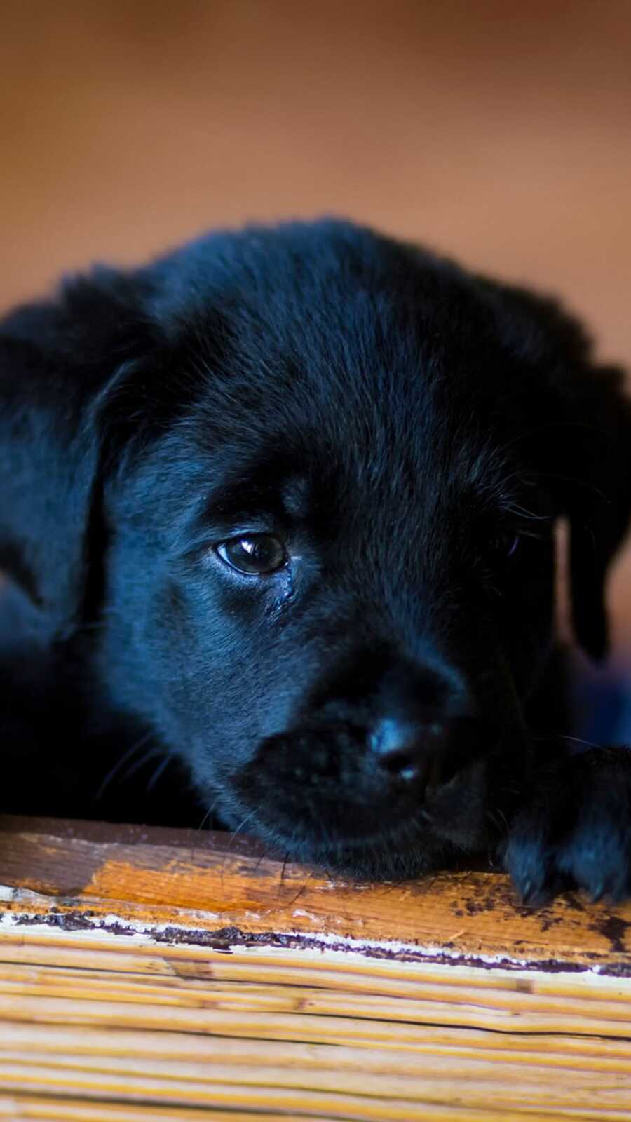 Labrador Retriever Wallpapers (84 images) - WallpaperCat