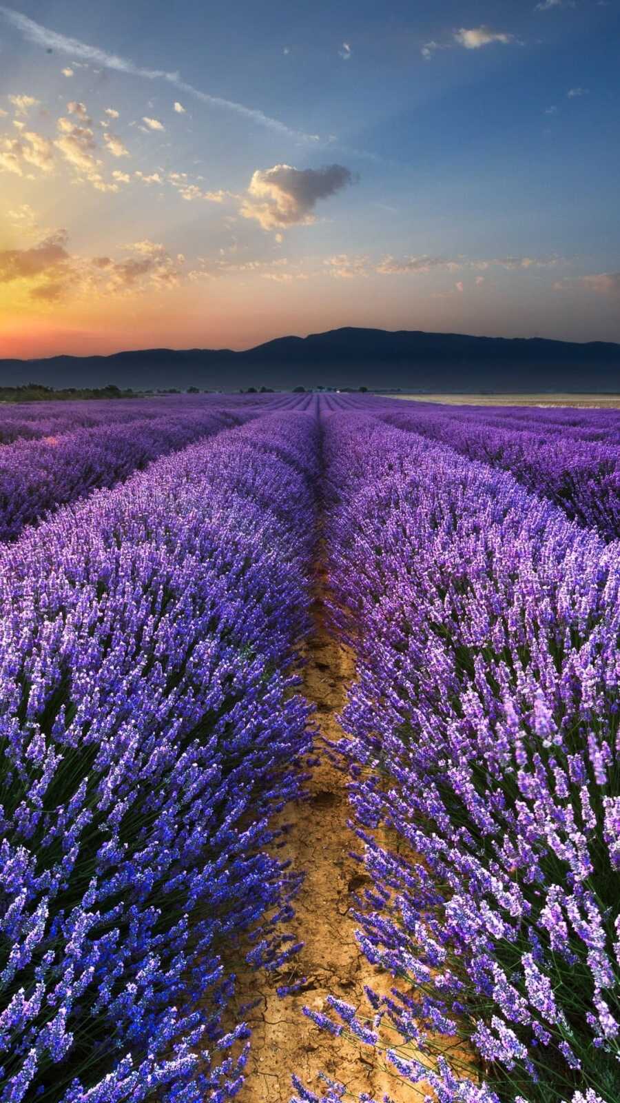 Flower Field Wallpapers (53 images) - WallpaperCat