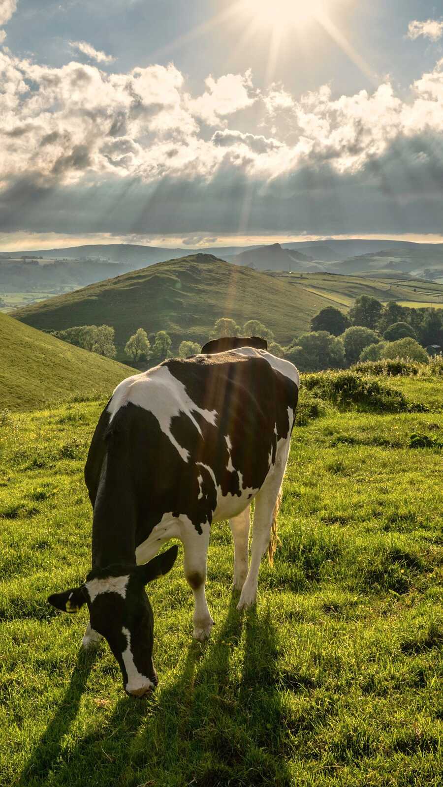 Cow Wallpapers (58 images) - WallpaperCat