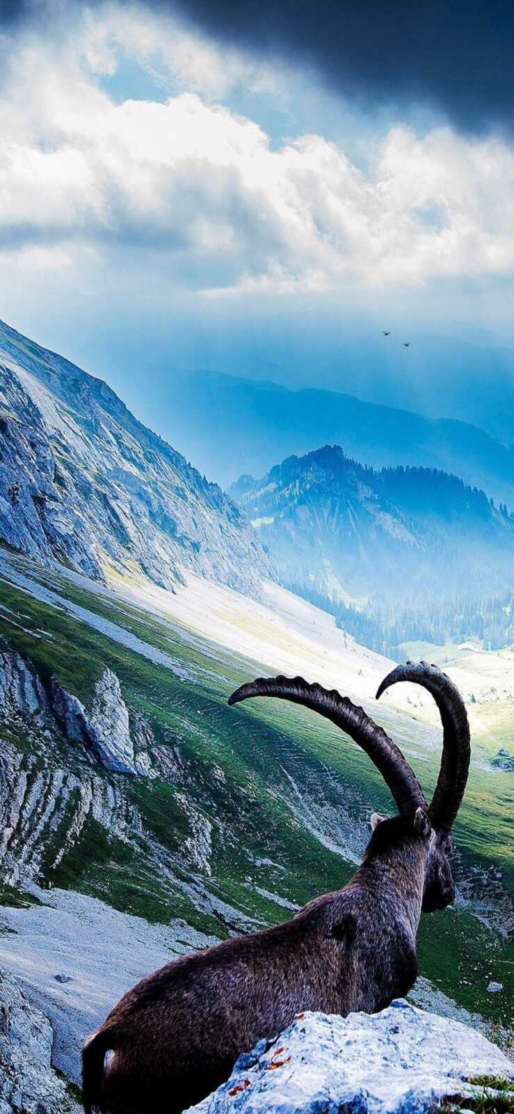 Goat Wallpapers (47 images) - WallpaperCat