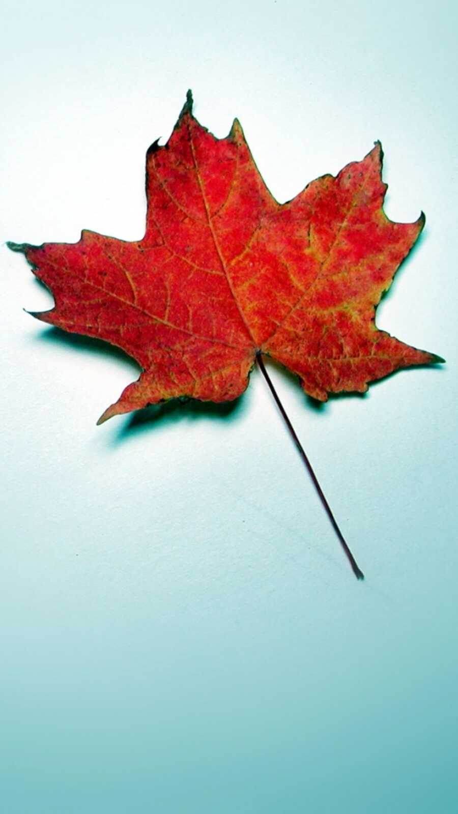 Maple Leaf Wallpapers (112 images) - WallpaperCat