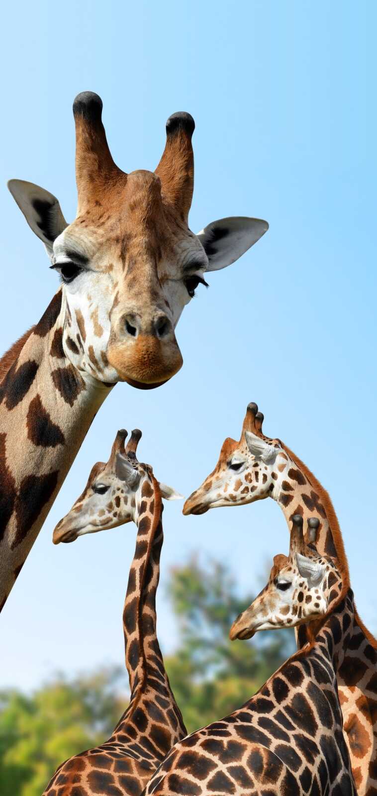 Giraffe Wallpapers (44 images) - WallpaperCat