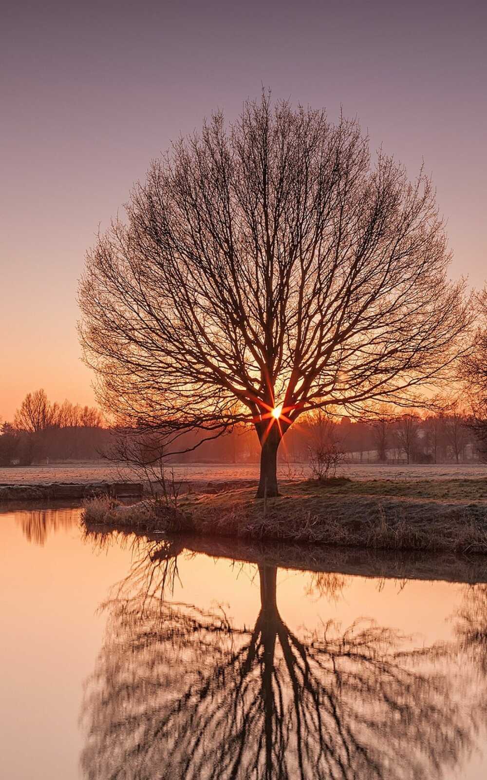 Tree Wallpapers (113 images) - WallpaperCat