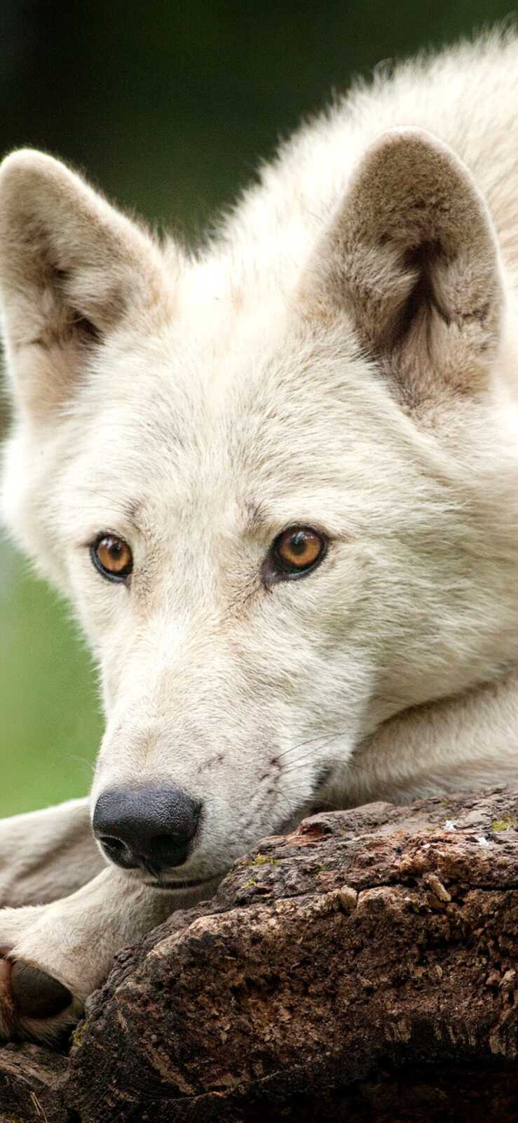 Wolf Wallpapers (122 images) - WallpaperCat