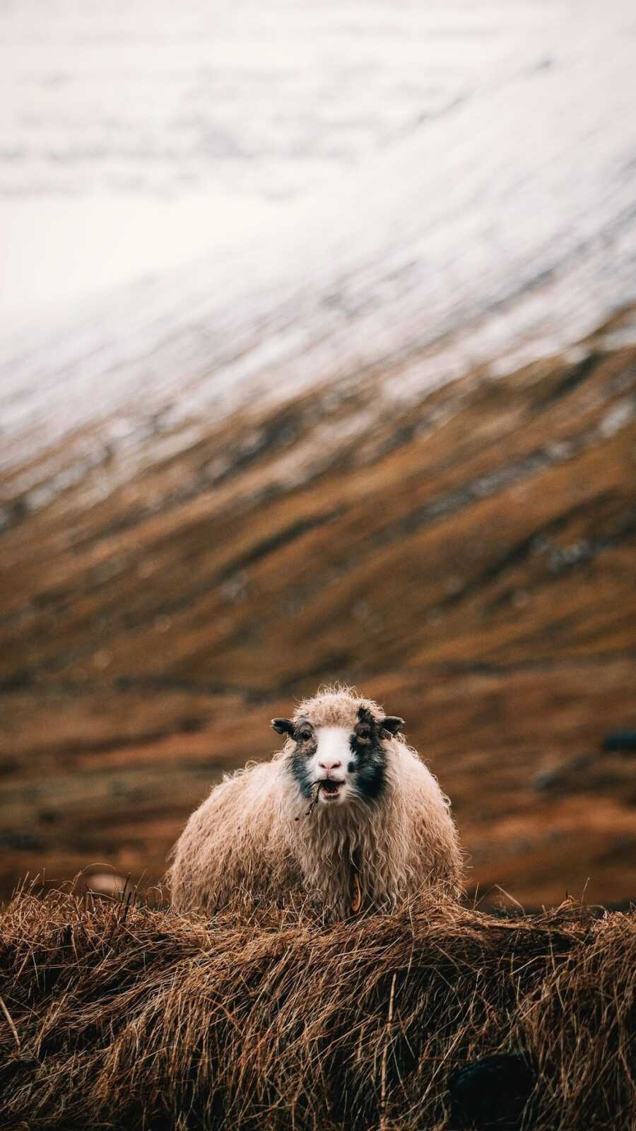 Farm Animals Wallpapers (54 images) - WallpaperCat