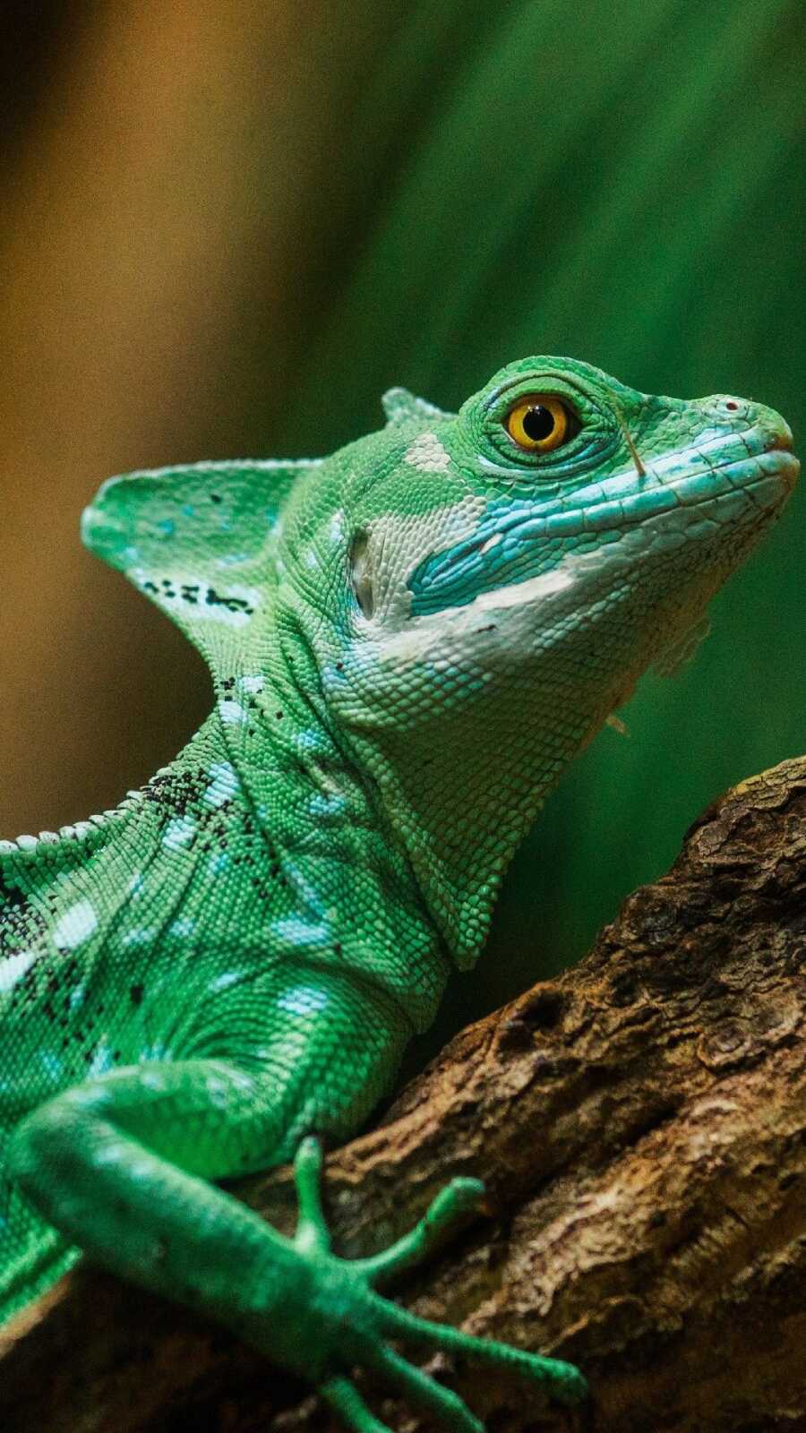 Lizard Wallpapers (56 images) - WallpaperCat