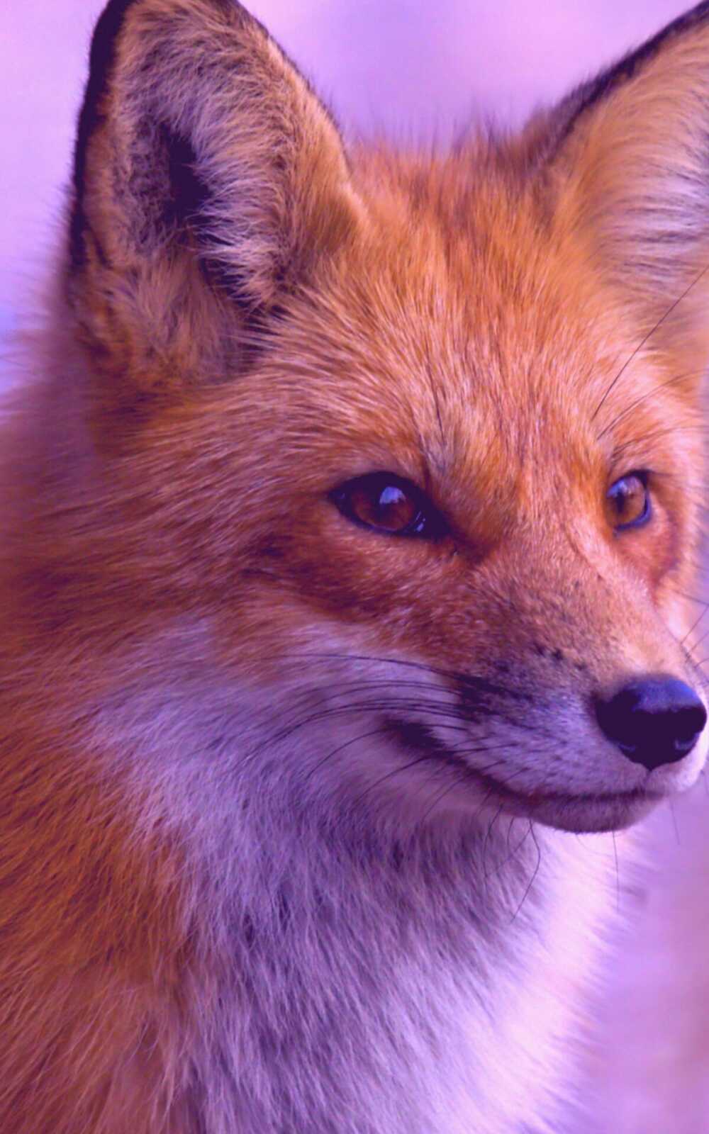 Fox Wallpapers (100 images) - WallpaperCat