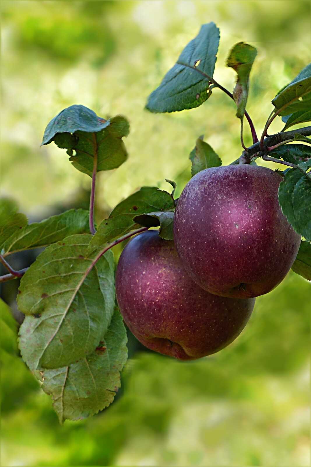 Apple Tree Wallpapers (70 images) - WallpaperCat