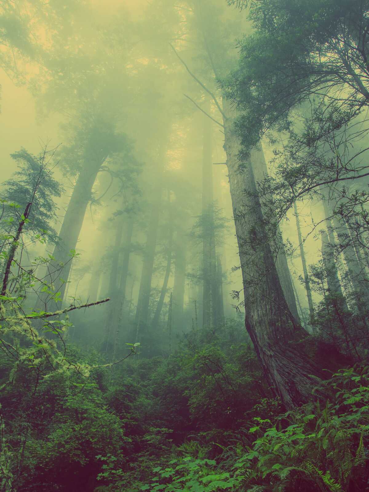 Forest Wallpapers (49 images) - WallpaperCat