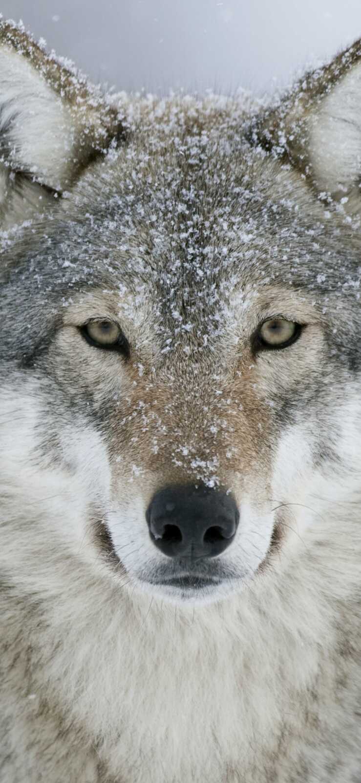 Gray Wolf Wallpapers (44 images) - WallpaperCat