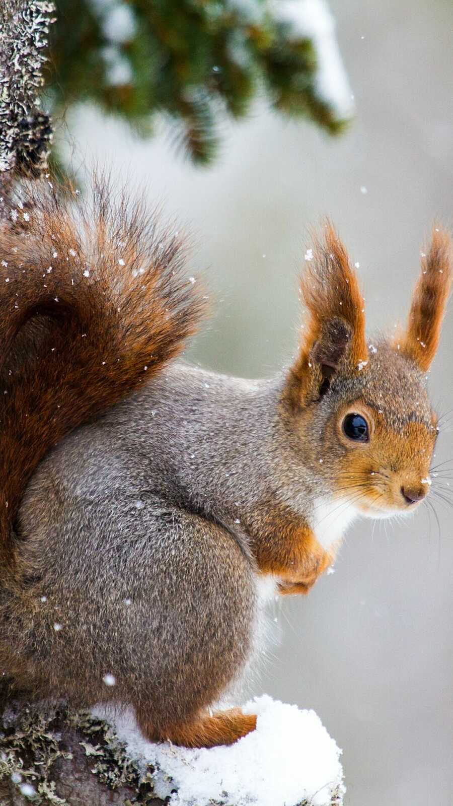 Squirrel Wallpapers (98 images) - WallpaperCat