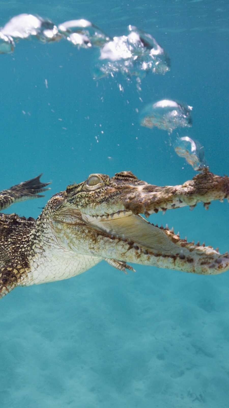 Crocodile Wallpapers (44 images) - WallpaperCat