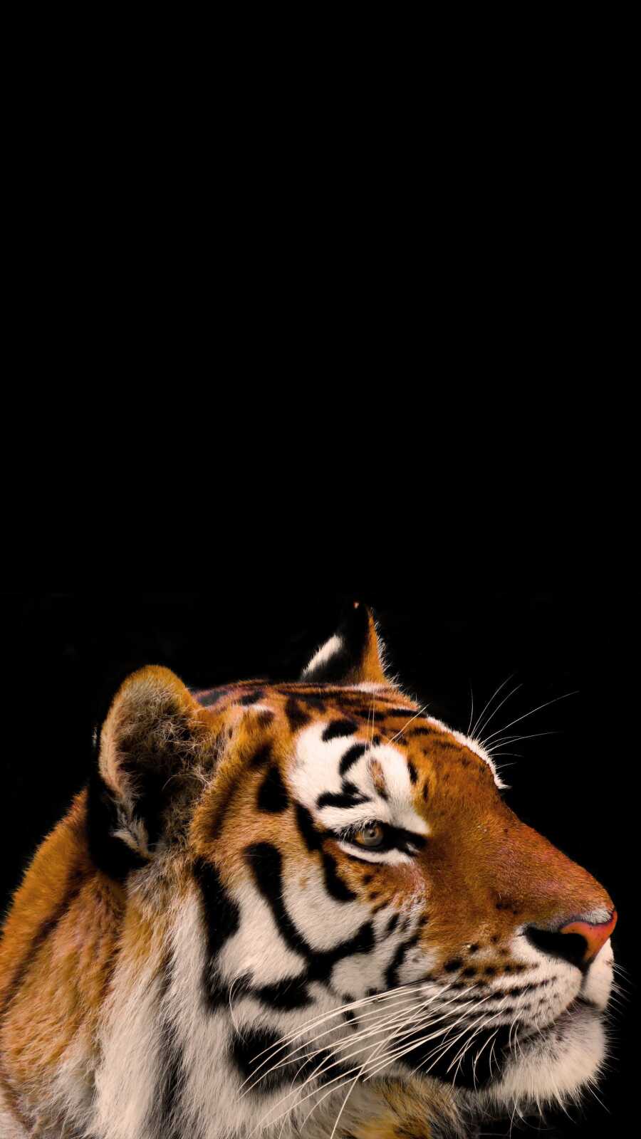 Tiger Wallpapers (86 images) - WallpaperCat