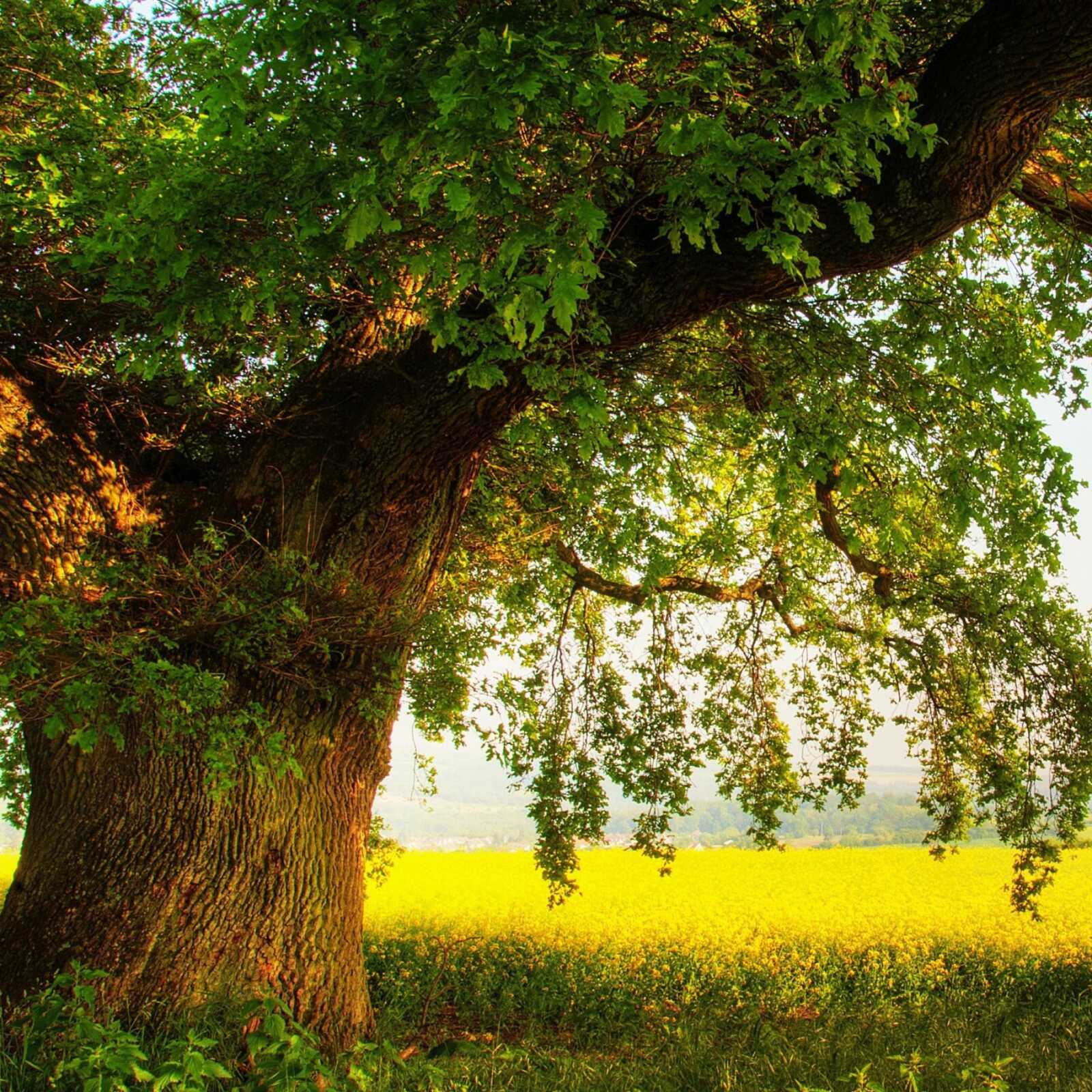 Oak Tree Wallpapers (58 images) - WallpaperCat