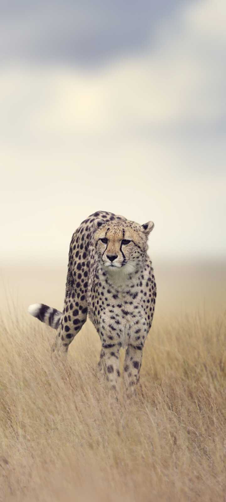 Cheetah Wallpapers (61 images) - WallpaperCat