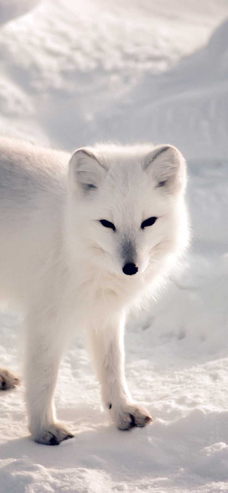Arctic Fox Wallpapers (61 images) - WallpaperCat