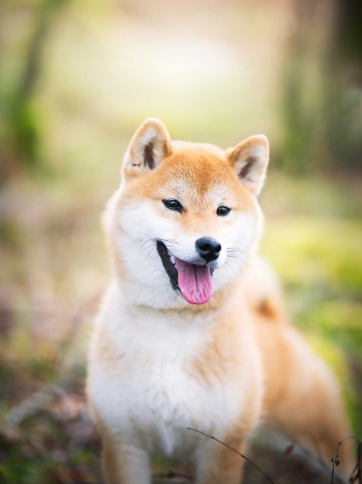 Shiba Inu Wallpapers (42 images) - WallpaperCat