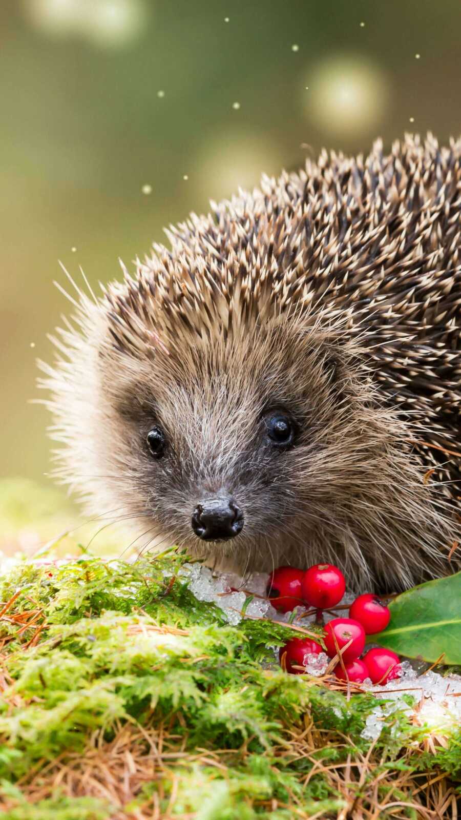 Hedgehog Wallpapers (30 images) - WallpaperCat