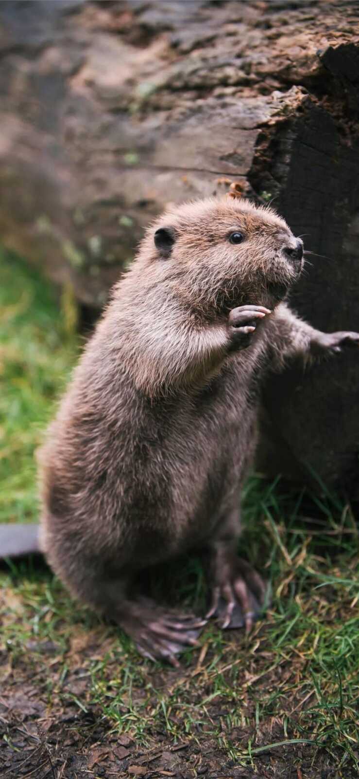 Beaver Wallpapers (43 images) - WallpaperCat