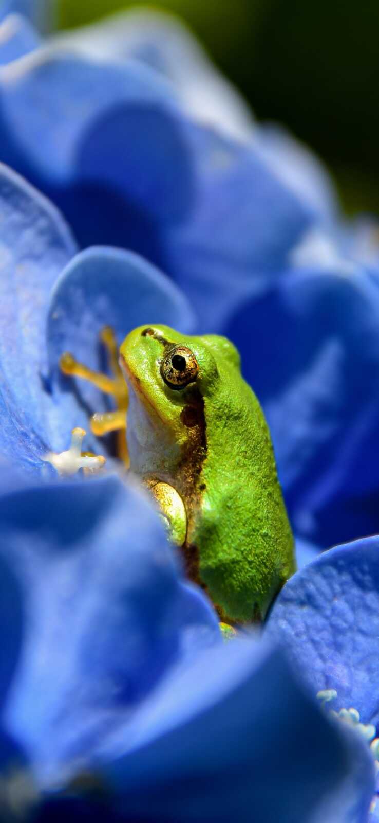 Frog Wallpapers (58 images) - WallpaperCat